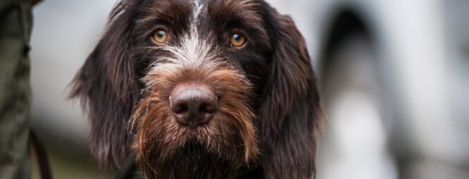 Die Auswahl des passenden Jagdhundes