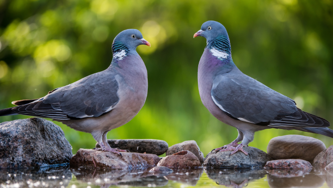 Ringeltaube: faszinierender Anpassungskünstler