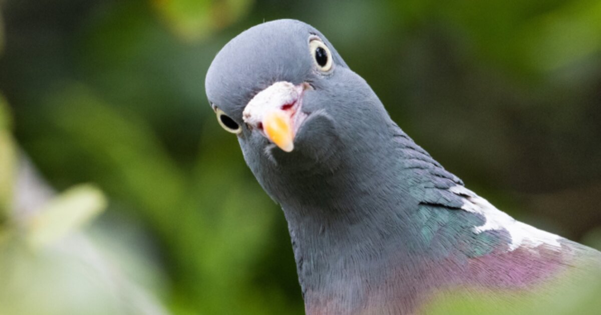 Ringeltaube: faszinierender Anpassungskünstler